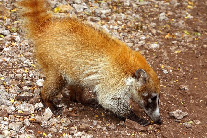 White Nosed Coati - World Coati Day
