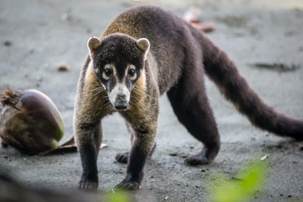 White Nose Coati Archives - World Coati Day