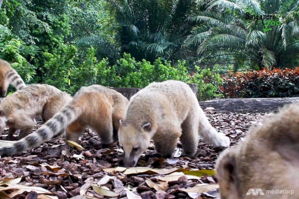 Covid-19 Allows Singapore Zoo's Coatis to go Exploring - World Coati Day