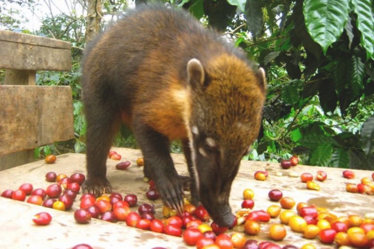 Karikuy - Taste the Rare and Expensive Coati Dung Coffee - World Coati Day