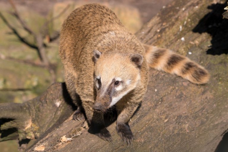 Brown Nosed Coati - World Coati Day