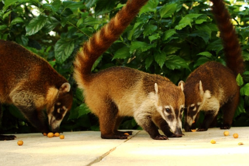 White Nosed Coati - World Coati Day