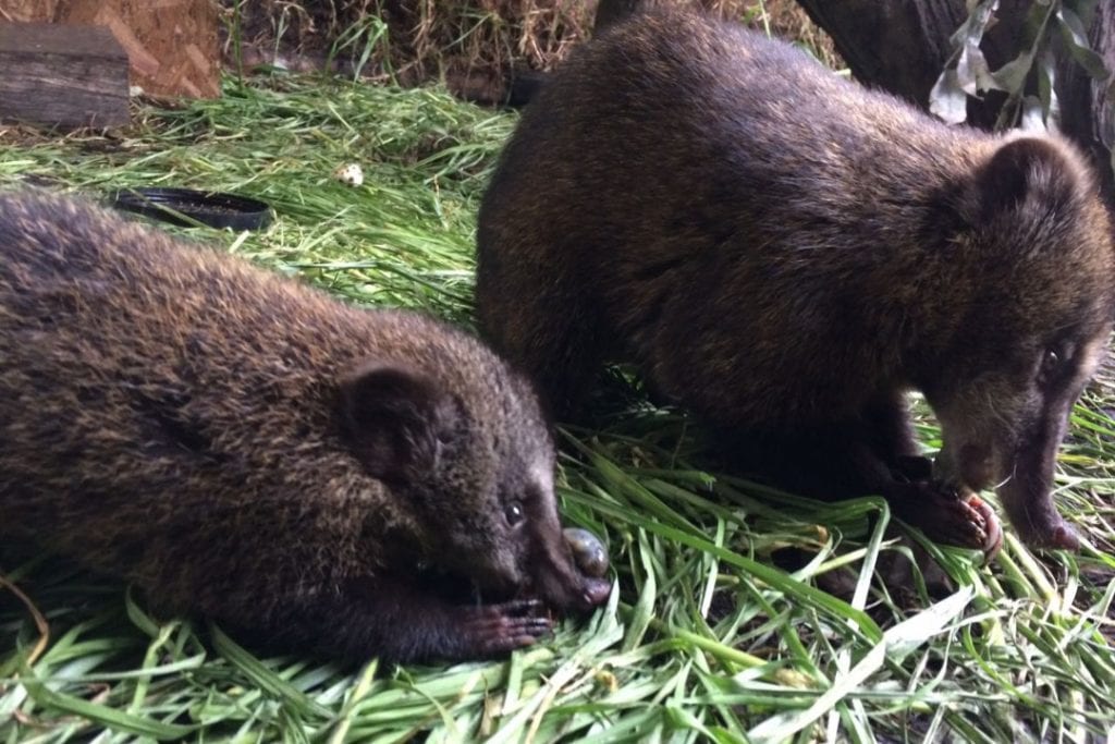 Western Mountain Coati - World Coati Day