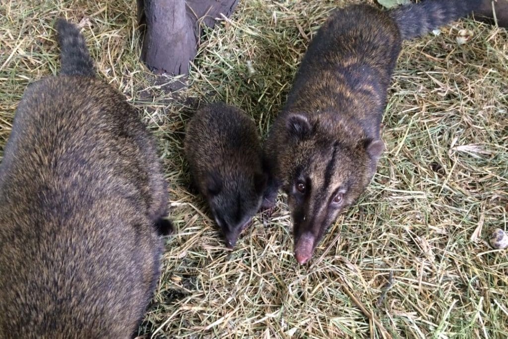 Western Mountain Coati - World Coati Day